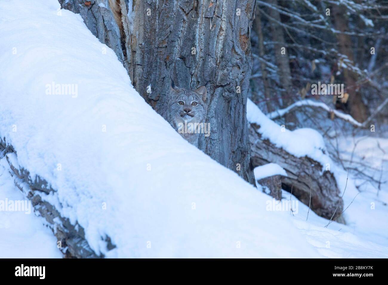 Canadian bobcat hi-res stock photography and images - Alamy