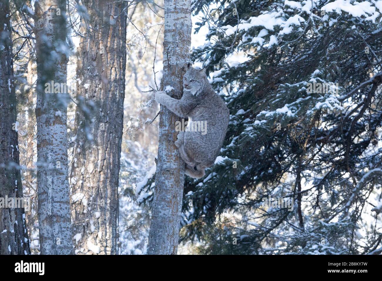 Bobcat climbing a three Stock Photo - Alamy