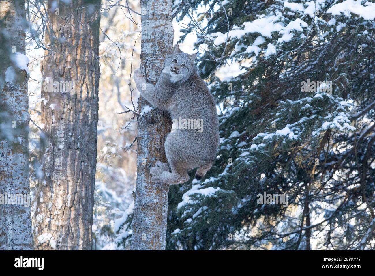 Bobcat climbing a three Stock Photo - Alamy