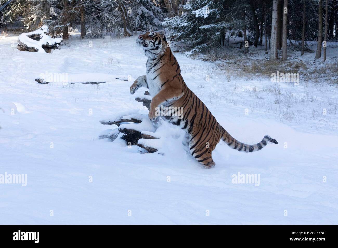 Tiger in snow Stock Photo - Alamy