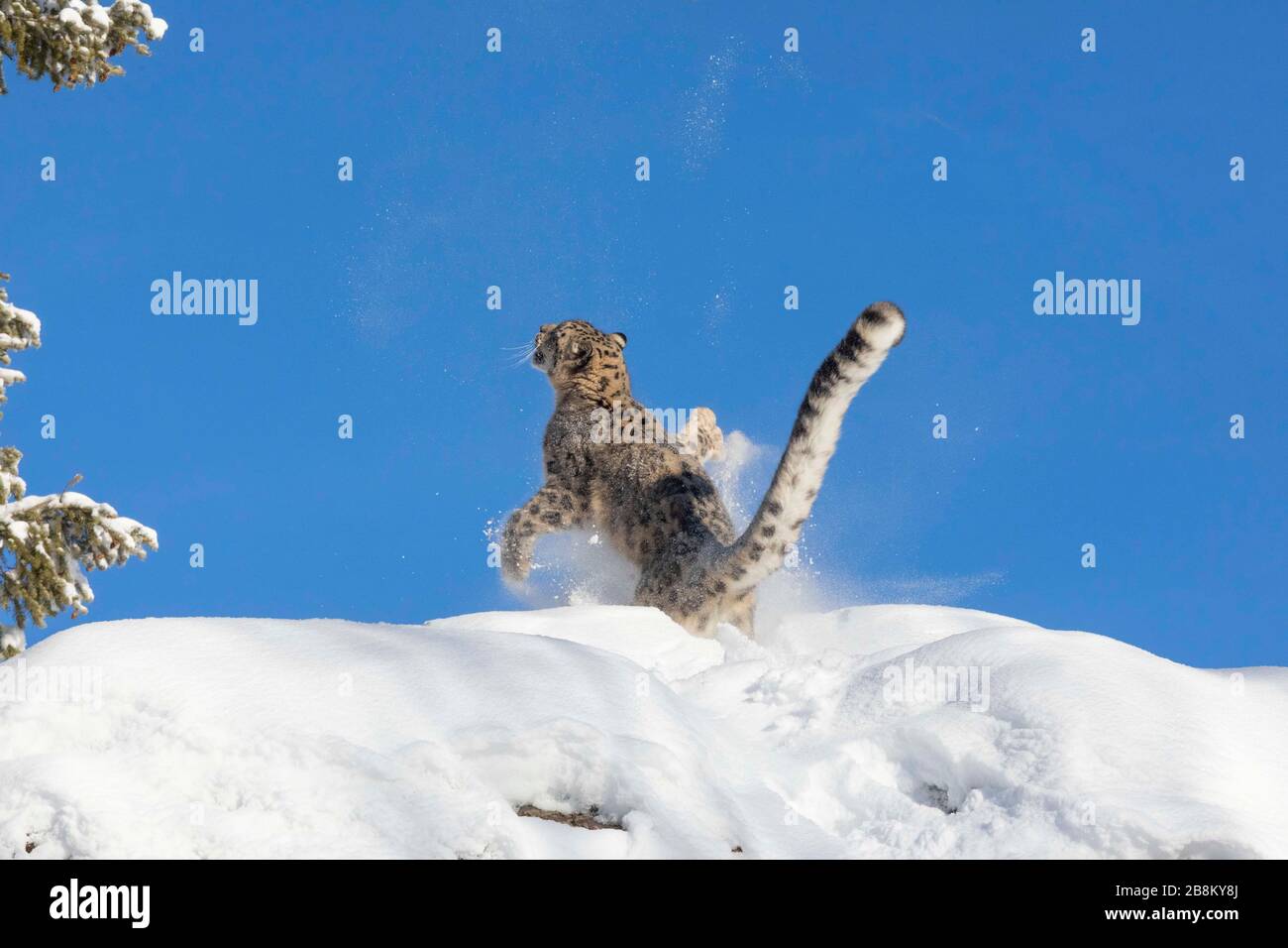 Leopart hi-res stock photography and images - Alamy