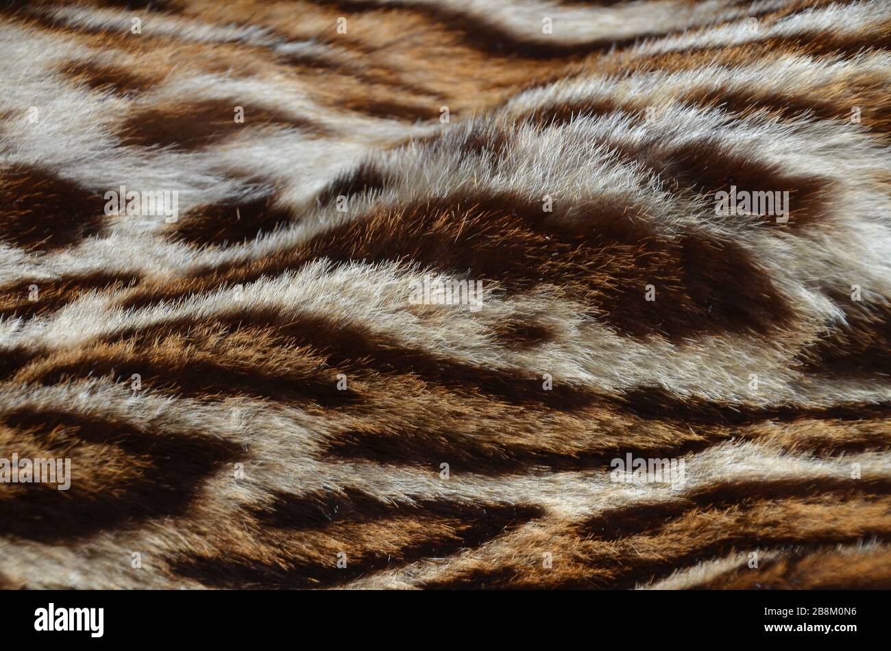 Margay High Resolution Stock Photography and Images - Alamy
