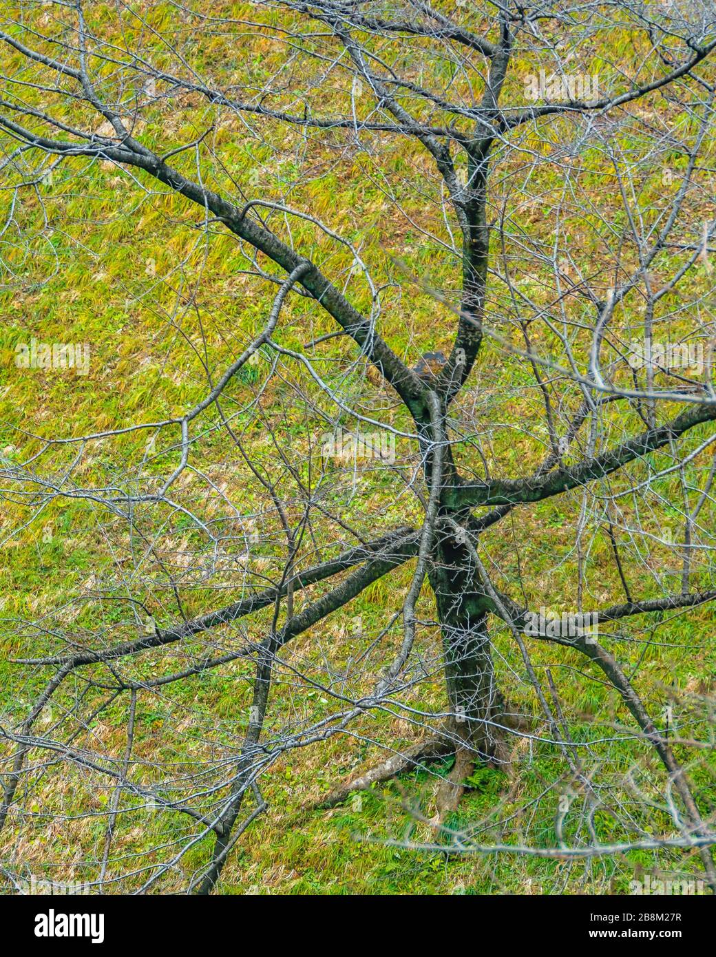 Leaveless trees hi-res stock photography and images - Alamy