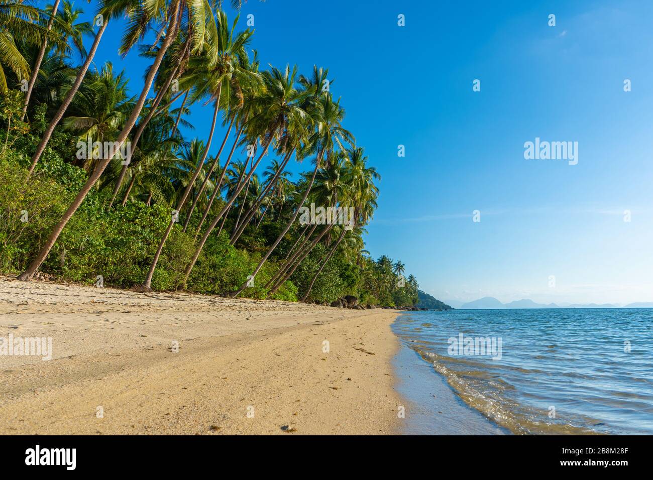 Sandy beach of a paradise deserted tropical island. Palm trees overhang ...