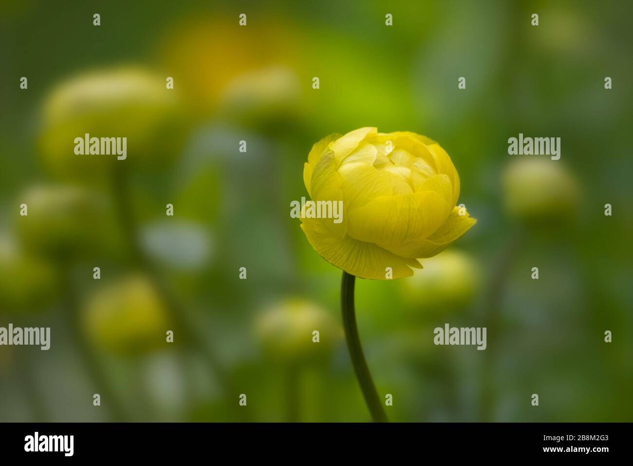 Blurred garden flower bed hi-res stock photography and images - Alamy