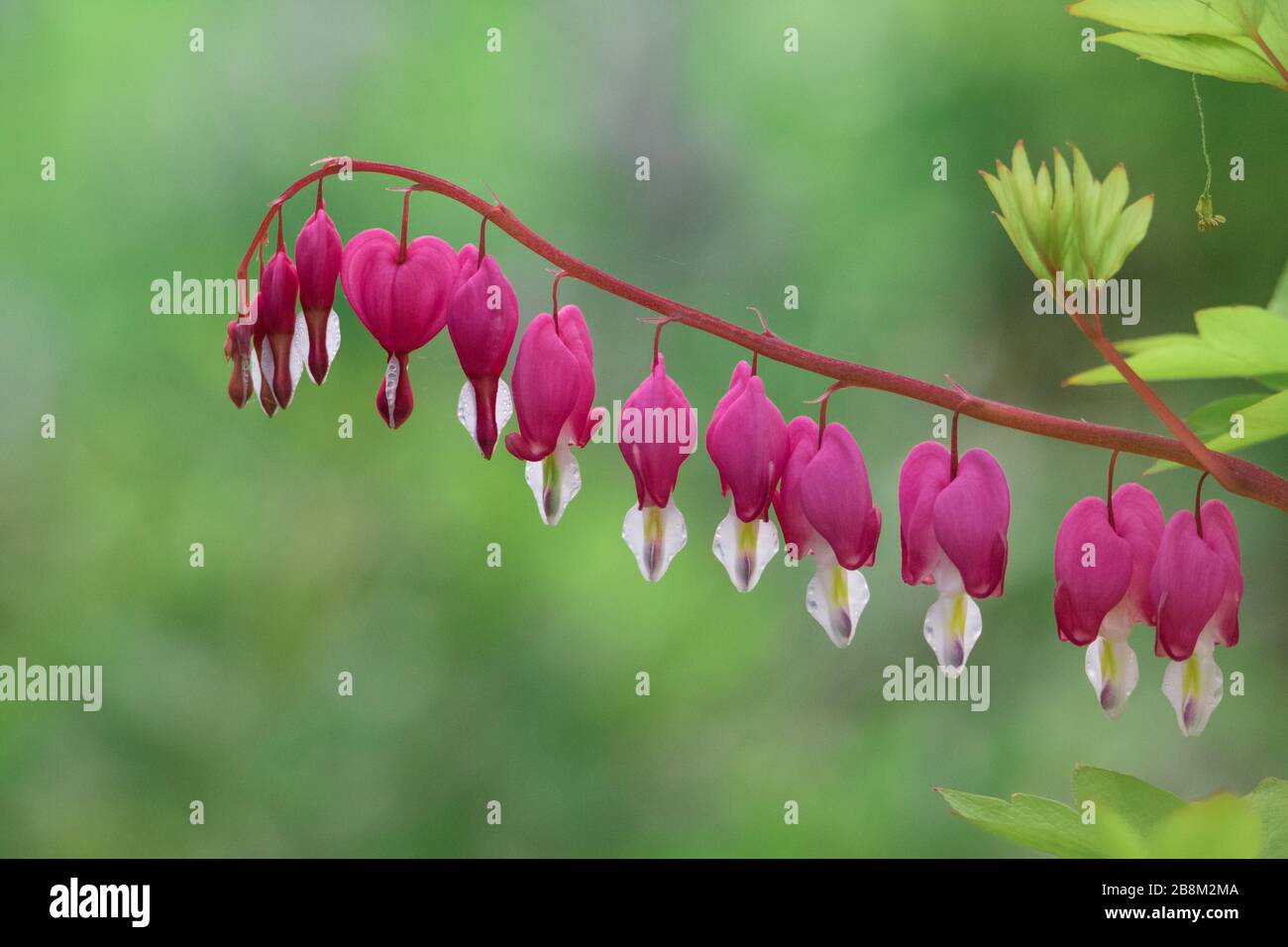 Pink Lyre flowers against green soft background Stock Photo - Alamy