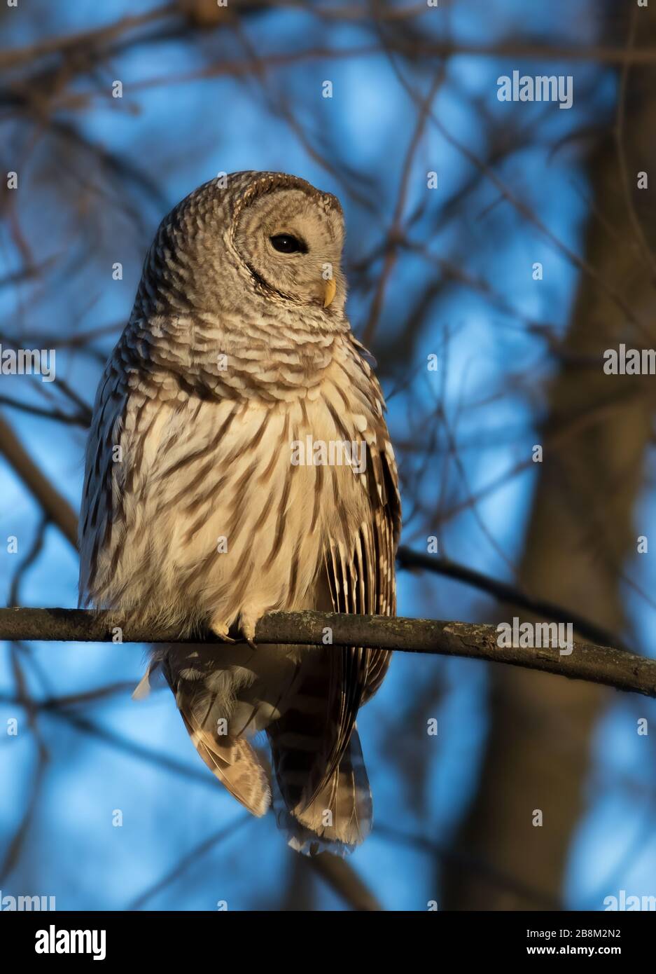Barred Owl under late afternoon light in forest with blue sky behind ...