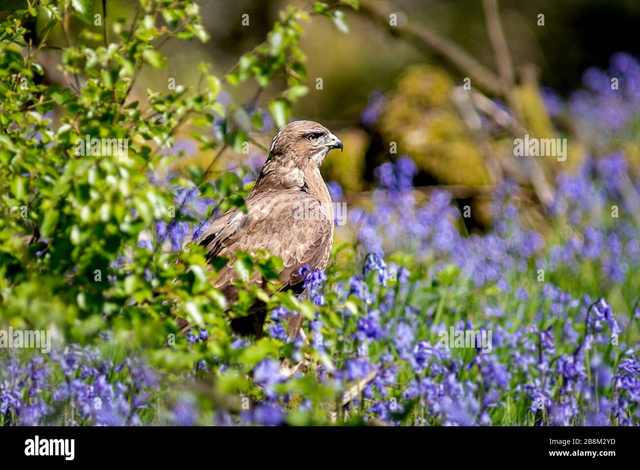 A buzzard on the ground after a dive for prey and on the look out. It ...