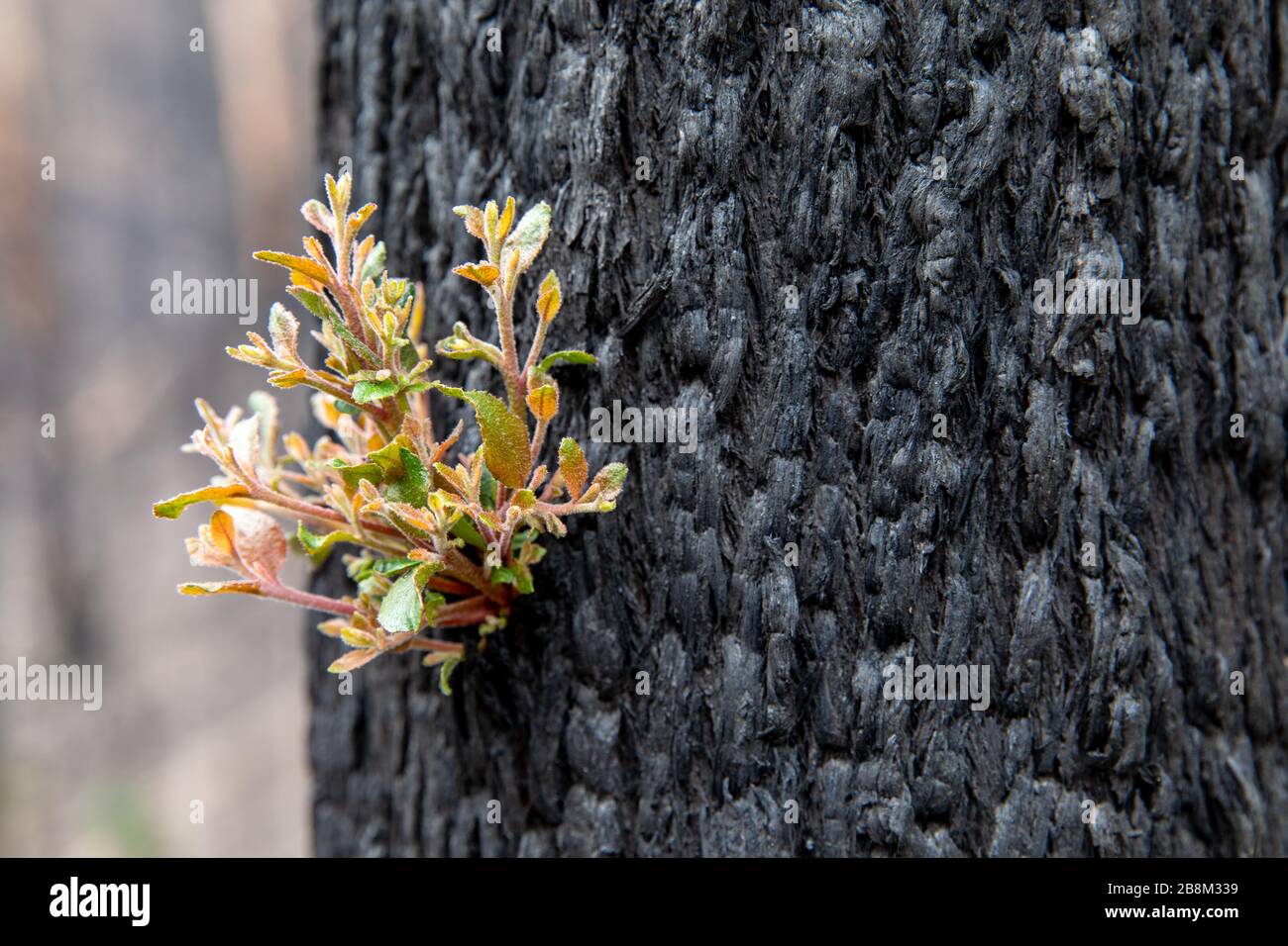 An epicormic shoot sprouts on a burned eucalyptus tree in the Tambo ...