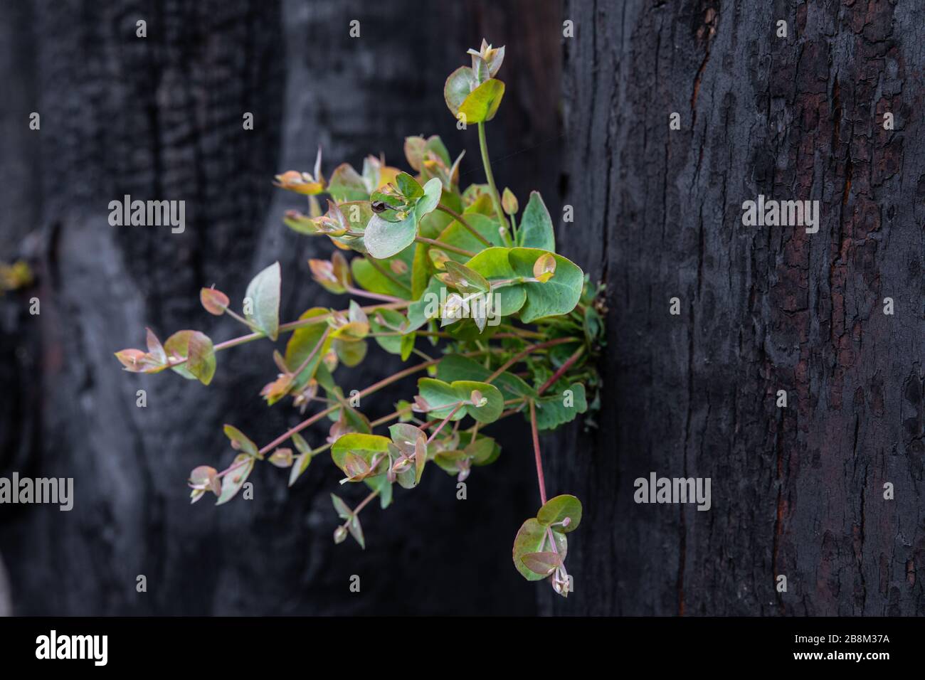 An epicormic shoot sprouts on a burned eucalyptus tree in the Tambo ...
