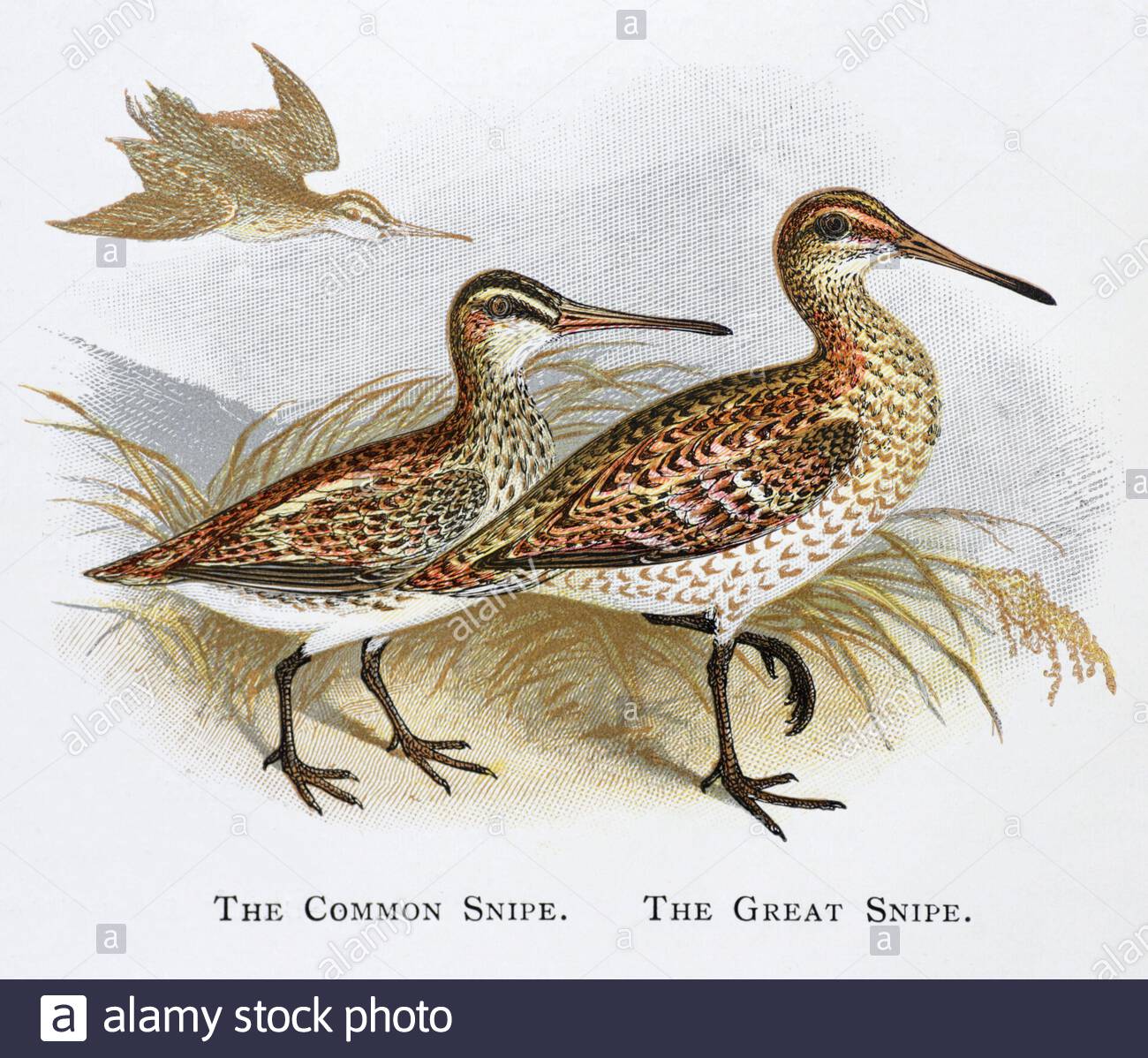 Uk snipe bird flying common hi-res stock photography and images - Alamy