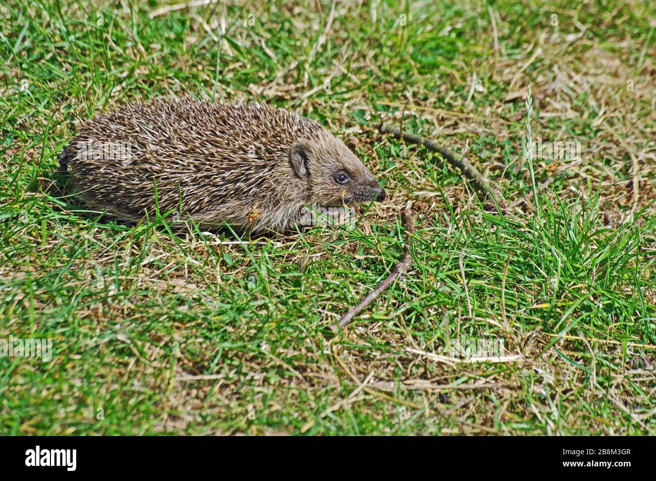 Hedgehog, Erinaceus Europaeus, Great Britain Stock Photo - Alamy