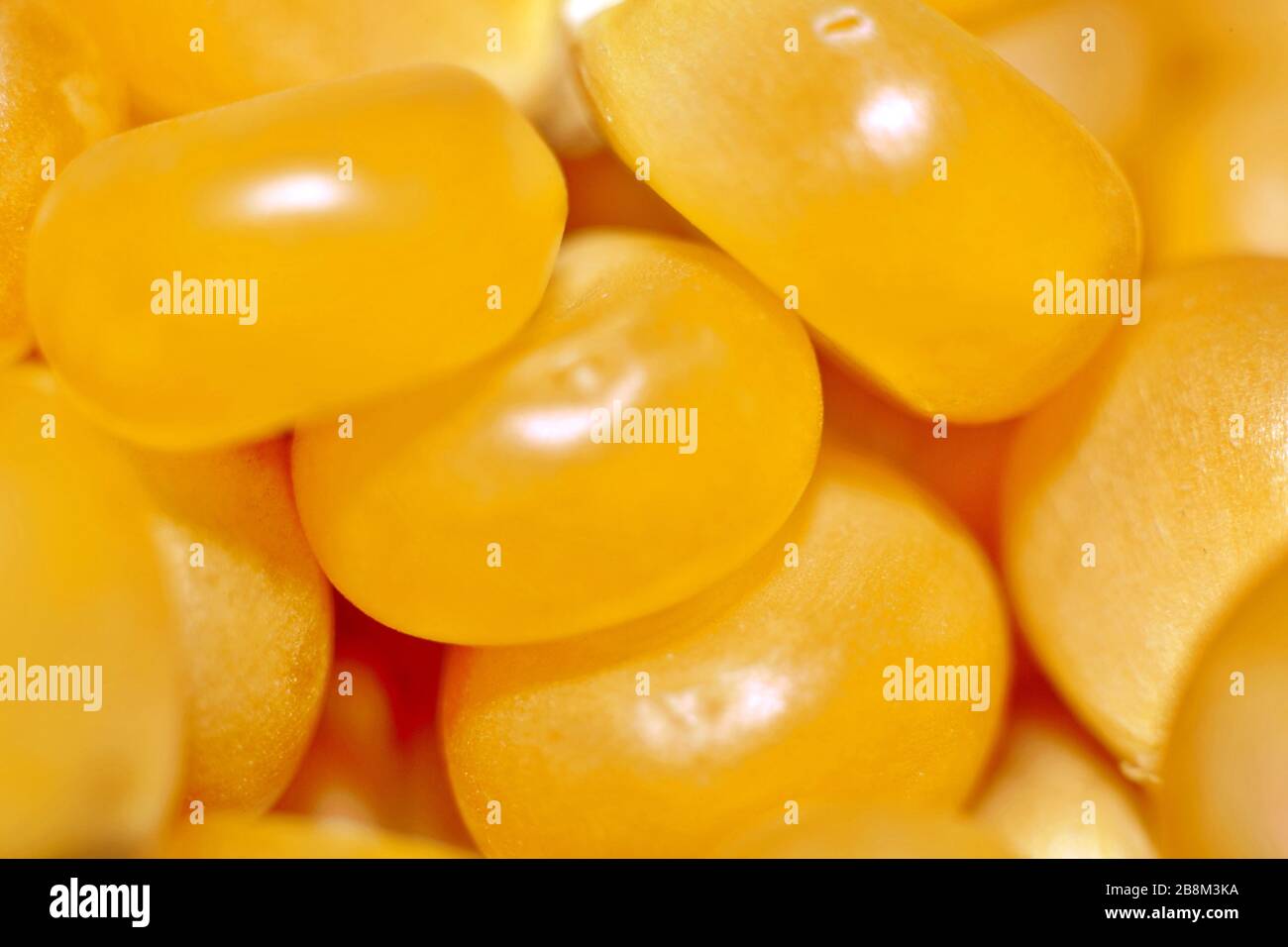 Yellow natural corn seeds background texture Yellow natural corn seeds ...