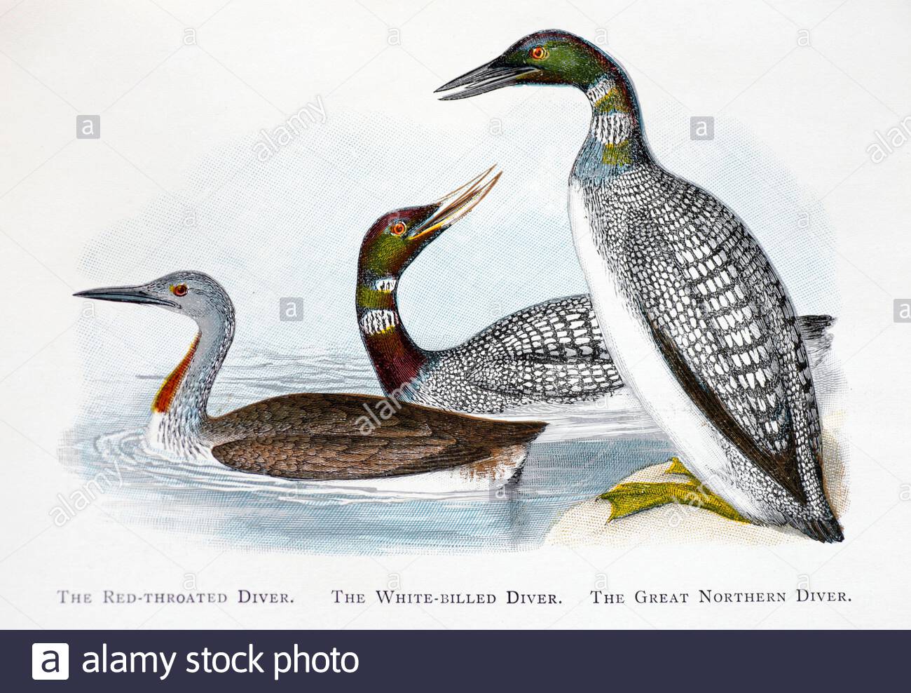 Red Throated Diver (Gavia stellata), White Billed Diver (Gavia adamsii ...