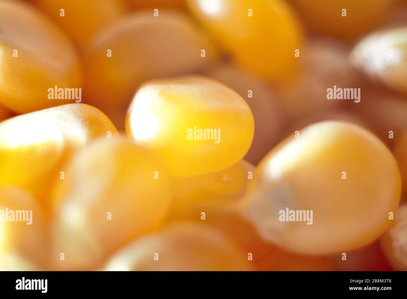 Yellow natural corn seeds background texture Yellow natural corn seeds ...