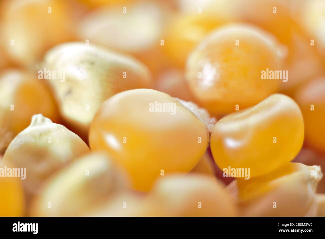 Yellow natural corn seeds background texture Yellow natural corn seeds ...