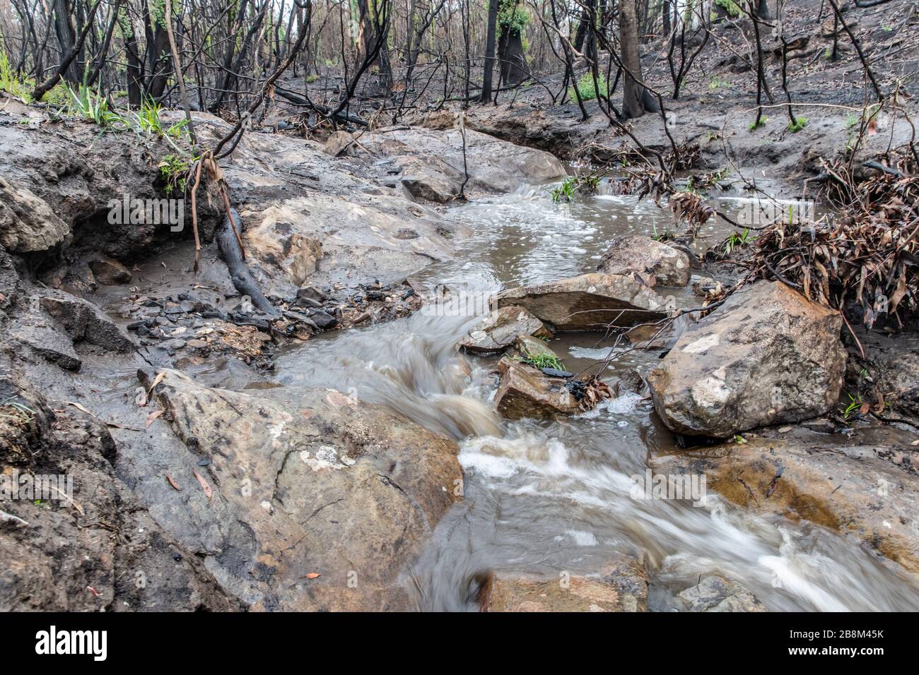Floods caused by heavy rains sweep away topsoil from forests destroyed ...