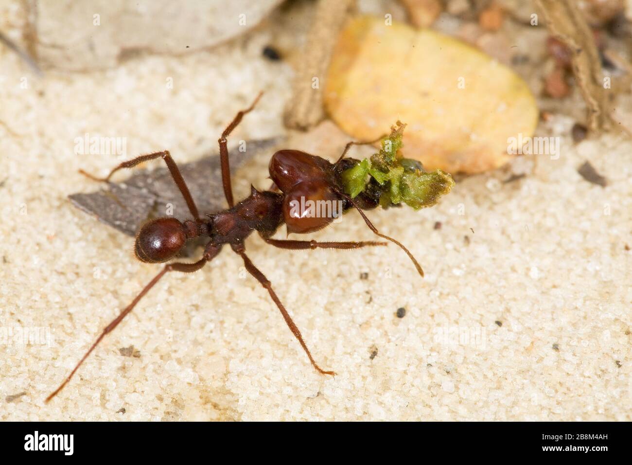 Ant Transporting Part of Plant, Insecta, Hymenoptera, São Gonçalo do ...