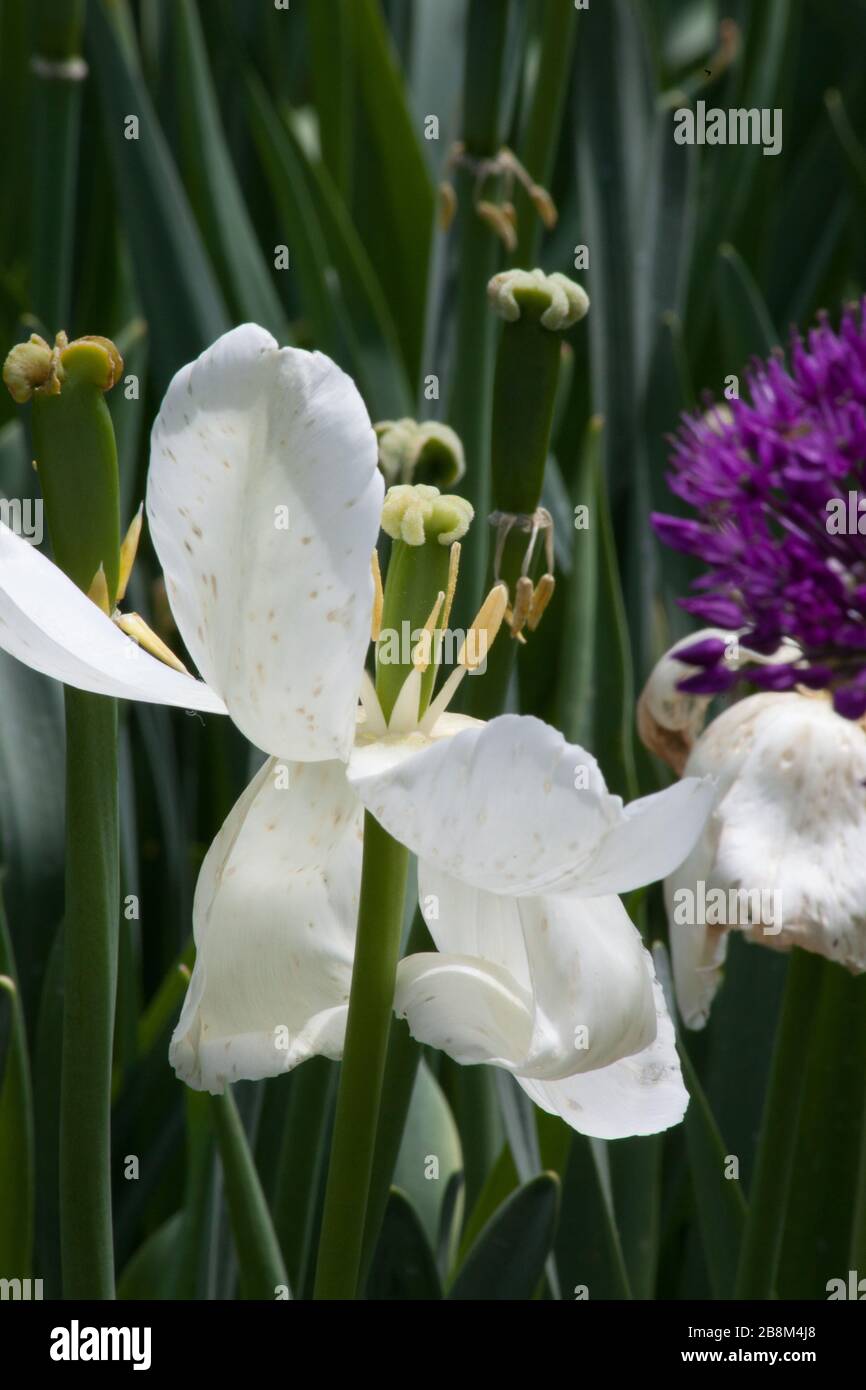 An old Tulip Falling Apart Stock Photo - Alamy