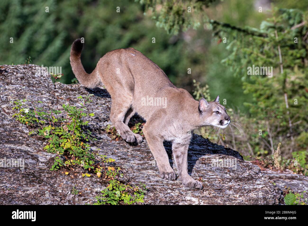 Cougar prey claws hi-res stock photography and images - Alamy
