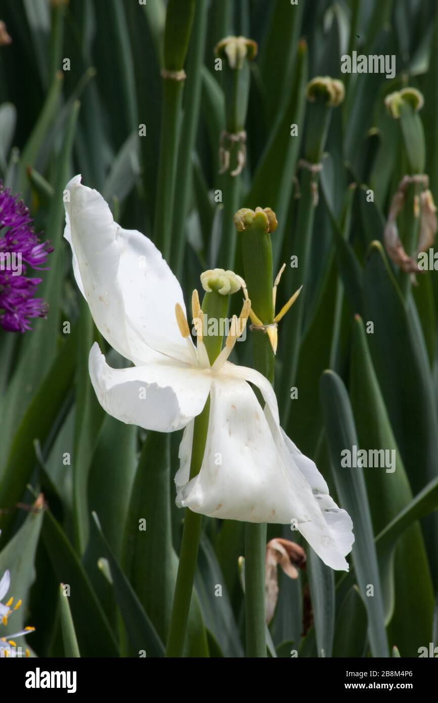 An old Tulip Falling Apart Stock Photo - Alamy