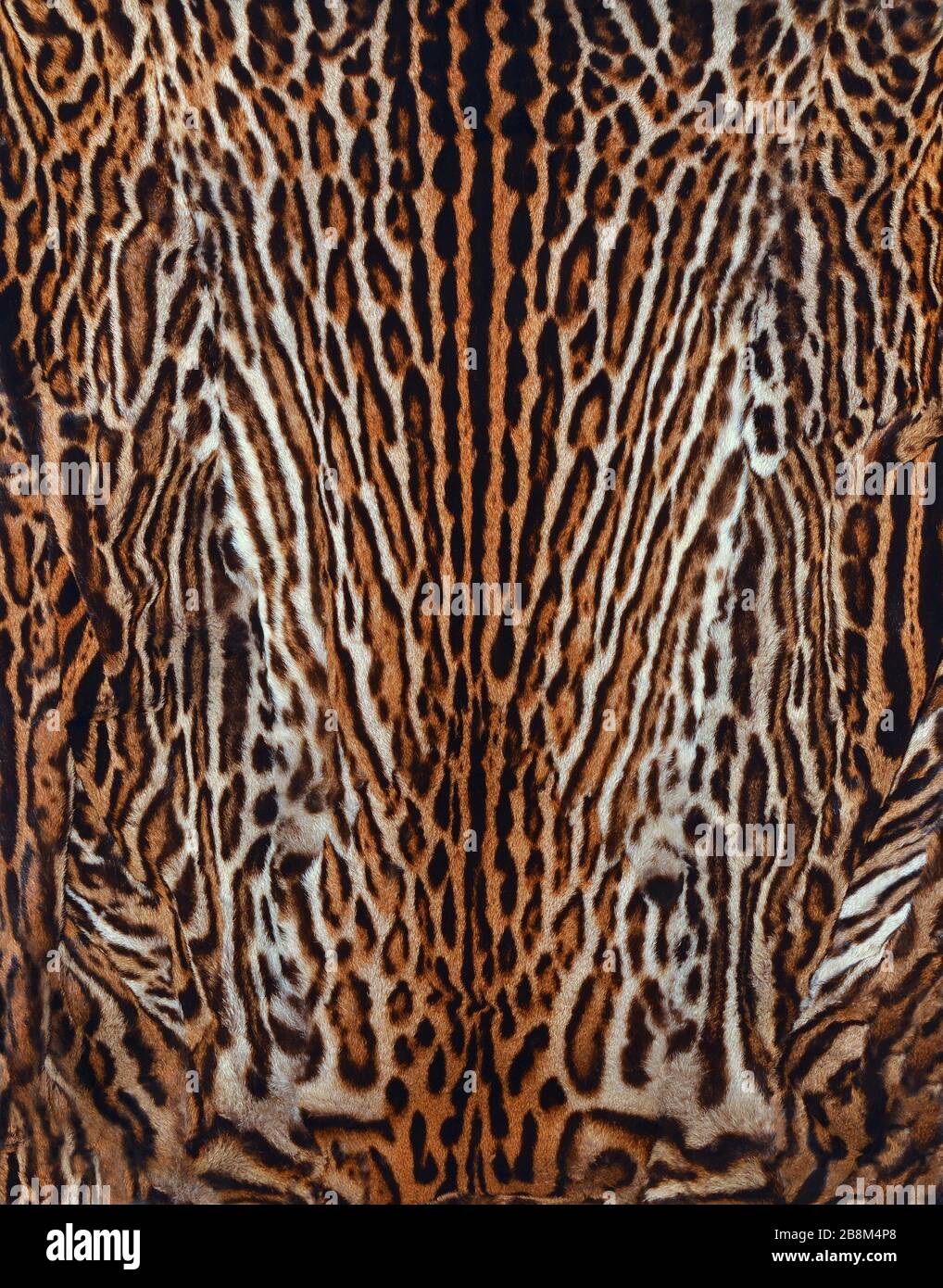 Amazing leopard skin hi-res stock photography and images - Alamy