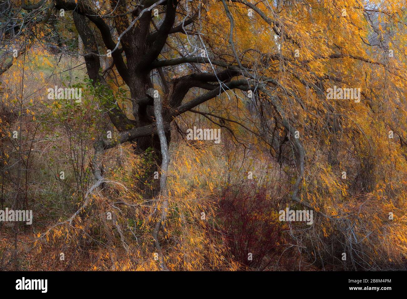 Autumn Willow Tree branches and leaves design Stock Photo - Alamy