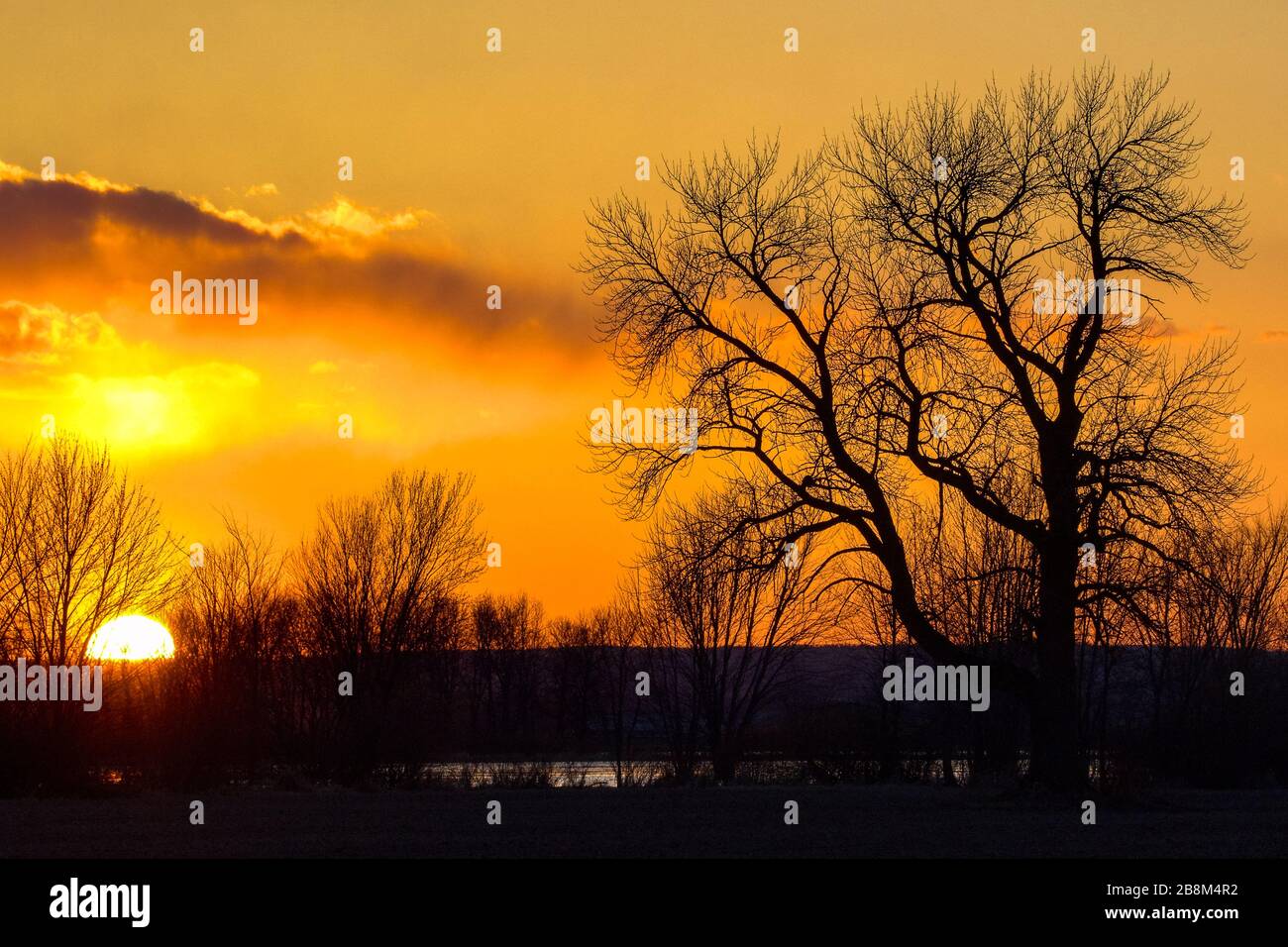 Red willow tree hi-res stock photography and images - Alamy