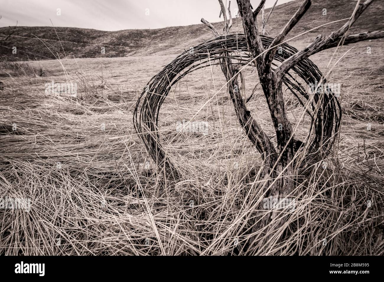 Golden grass and rusted barb wire rolled and leading against a bush ...