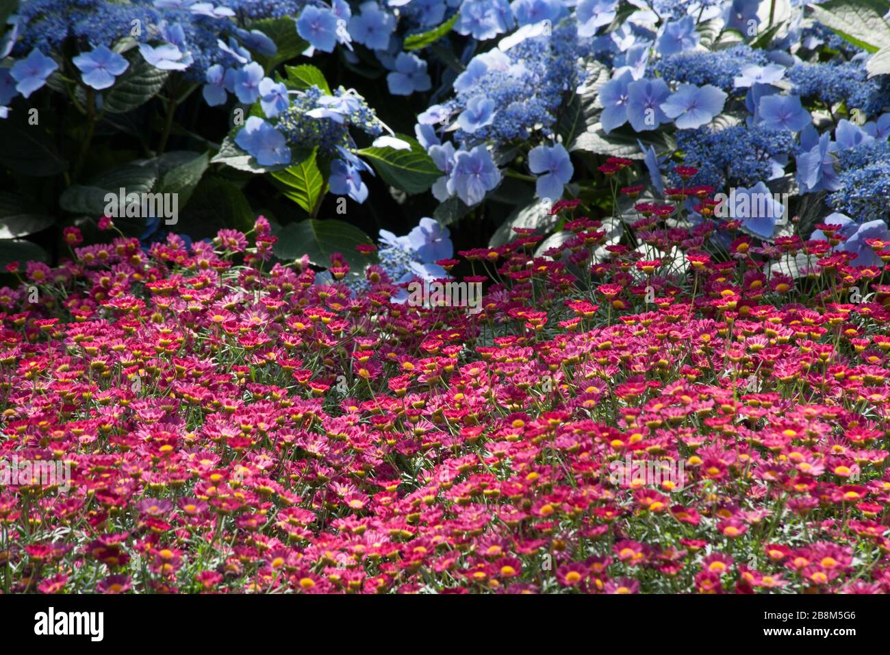 Red and Blue flowers Stock Photo - Alamy