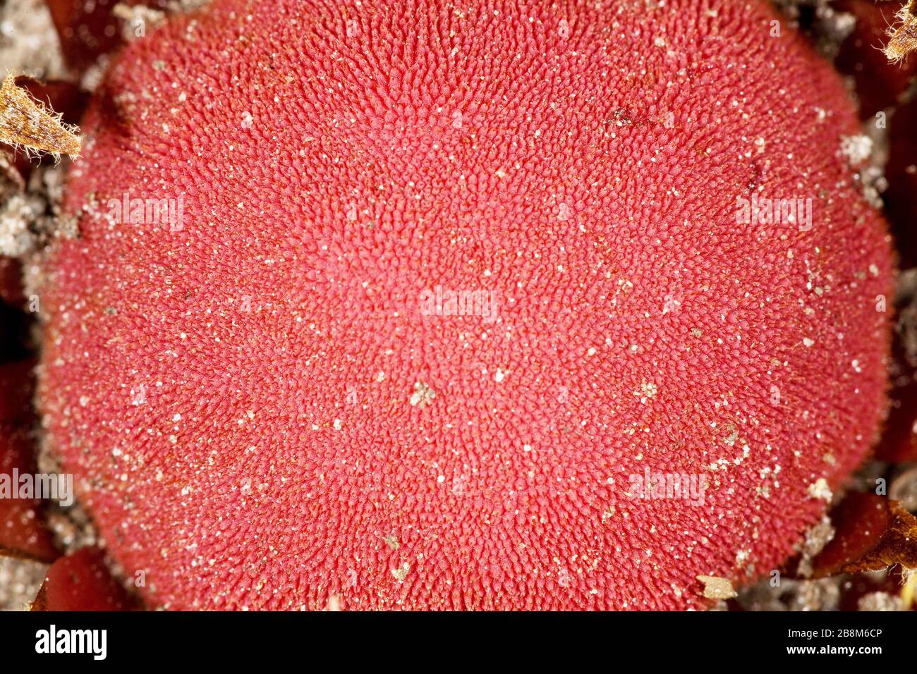 Parasita de raiz, parasitismo, Parasite of Root, Langsdorffia sp ...