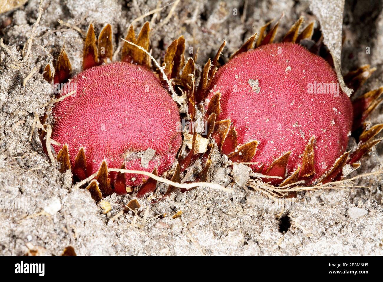 Root Parasite High Resolution Stock Photography and Images - Alamy