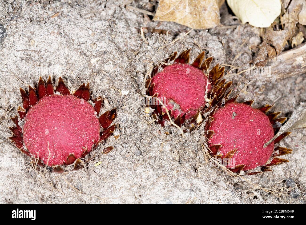 Parasita de raiz, parasitismo, Parasite of Root, Langsdorffia sp ...