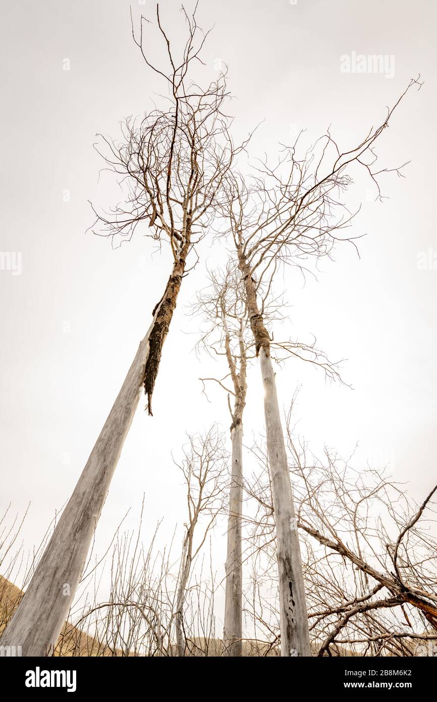 Old trees with bare limbs stan alone against a white sky Stock Photo ...