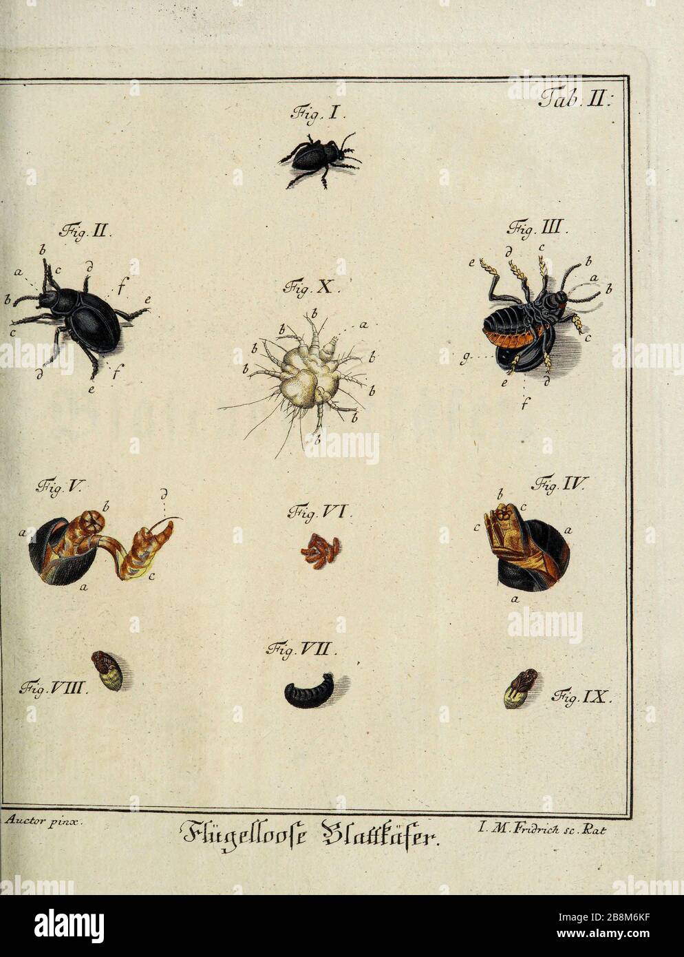 From fleas hi-res stock photography and images - Alamy