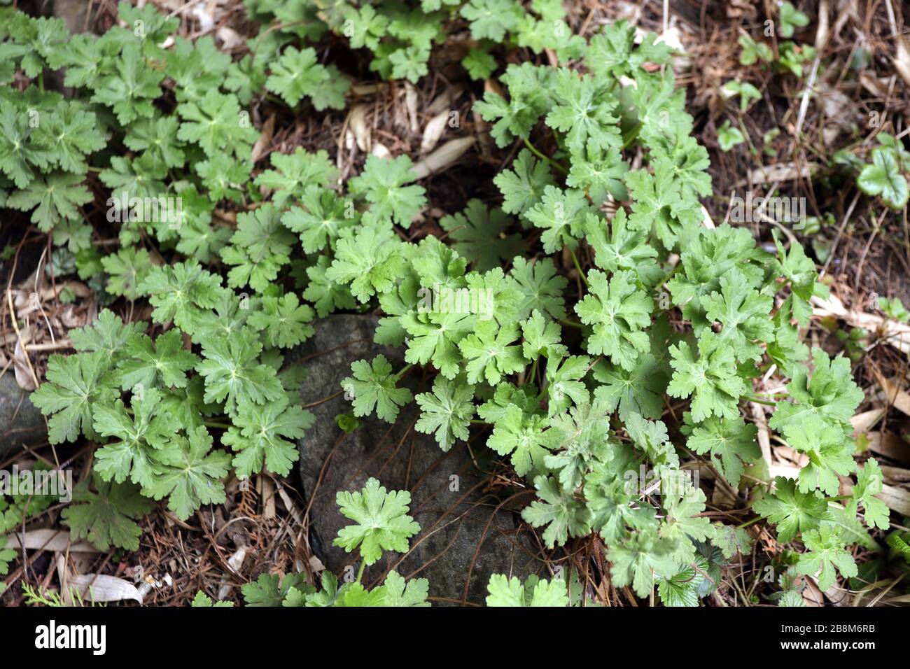 Common geranium hi-res stock photography and images - Alamy
