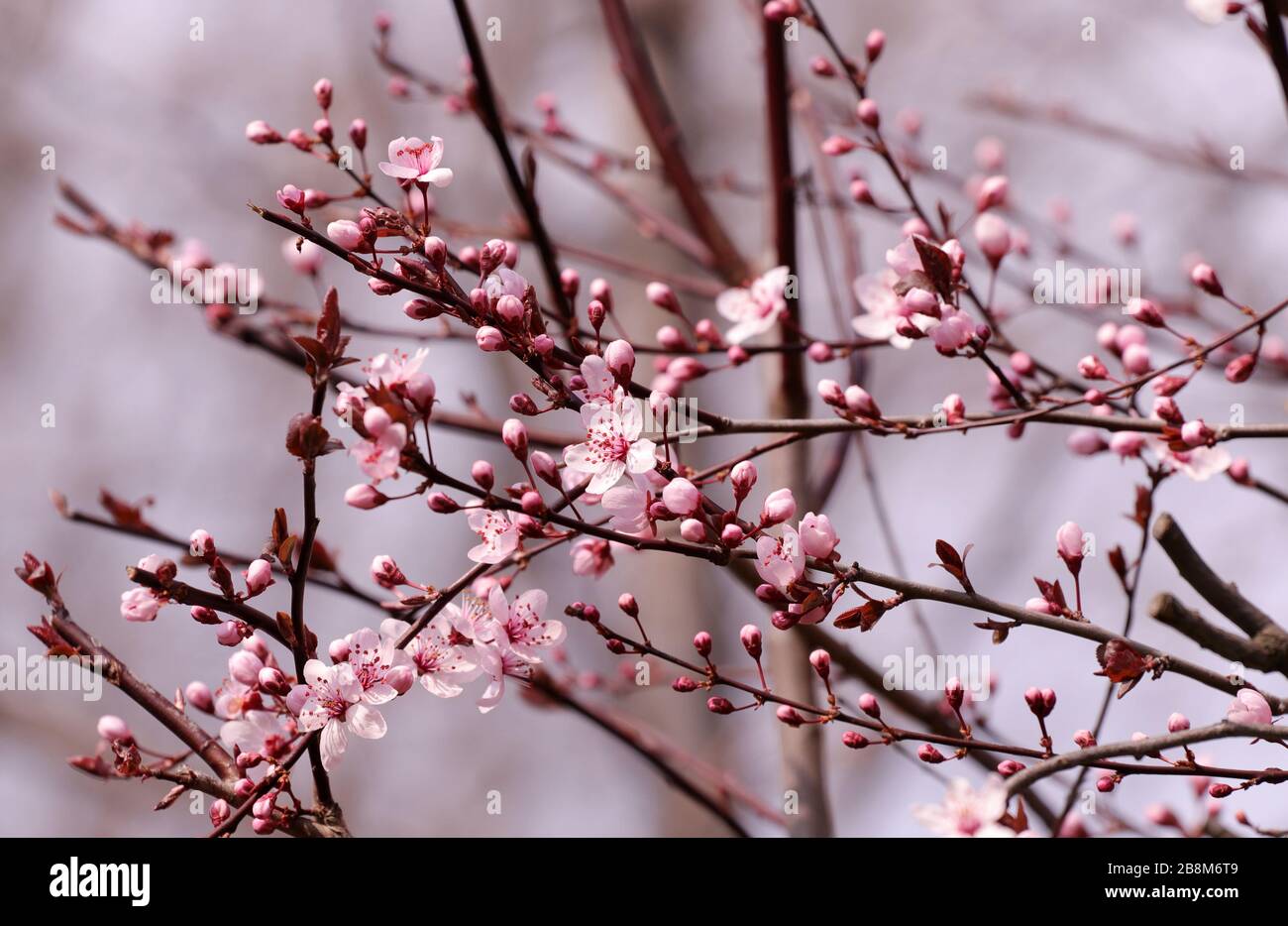 Blooming orchard tree in springtime. Japanese cherry – Sakura tree ...