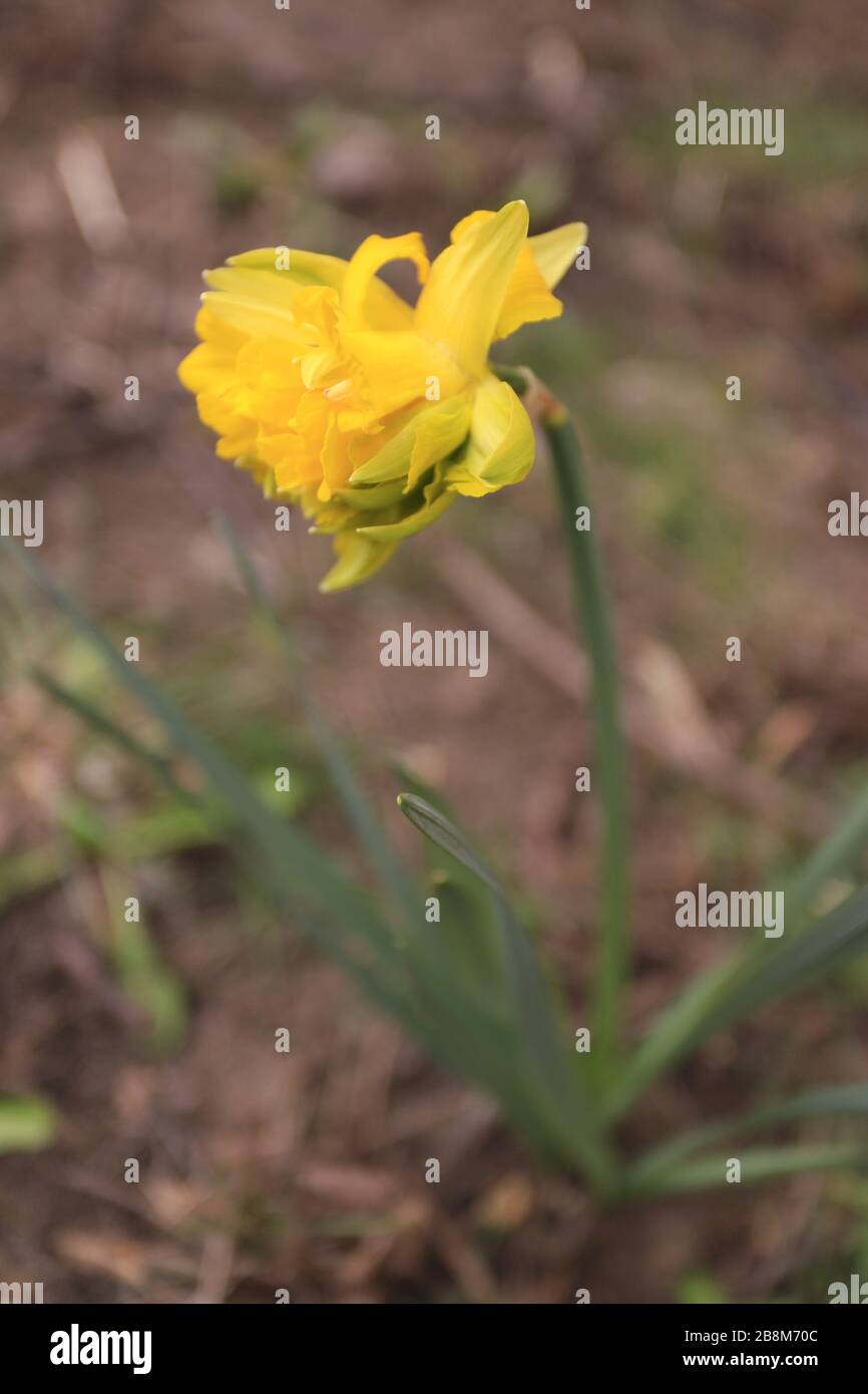 Single daffodil in nature. Spring flower daffodil Stock Photo - Alamy