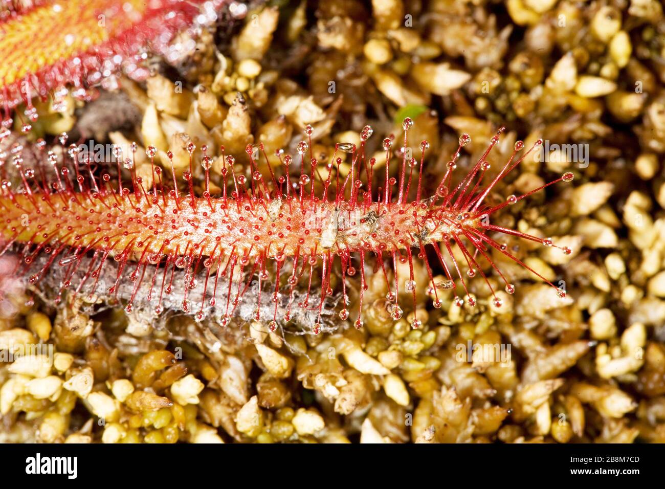 Chlorobionta, Angiospermae, Caryophyllales, Drosereaceae, Choseraceae ...