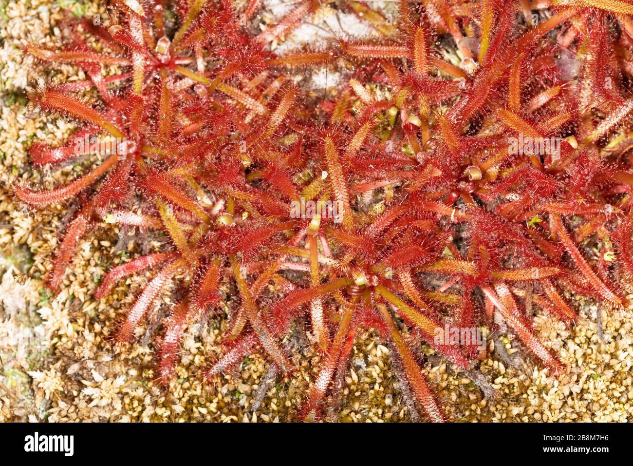 Chlorobionta, Angiospermae, Caryophyllales, Drosereaceae, Choseraceae ...