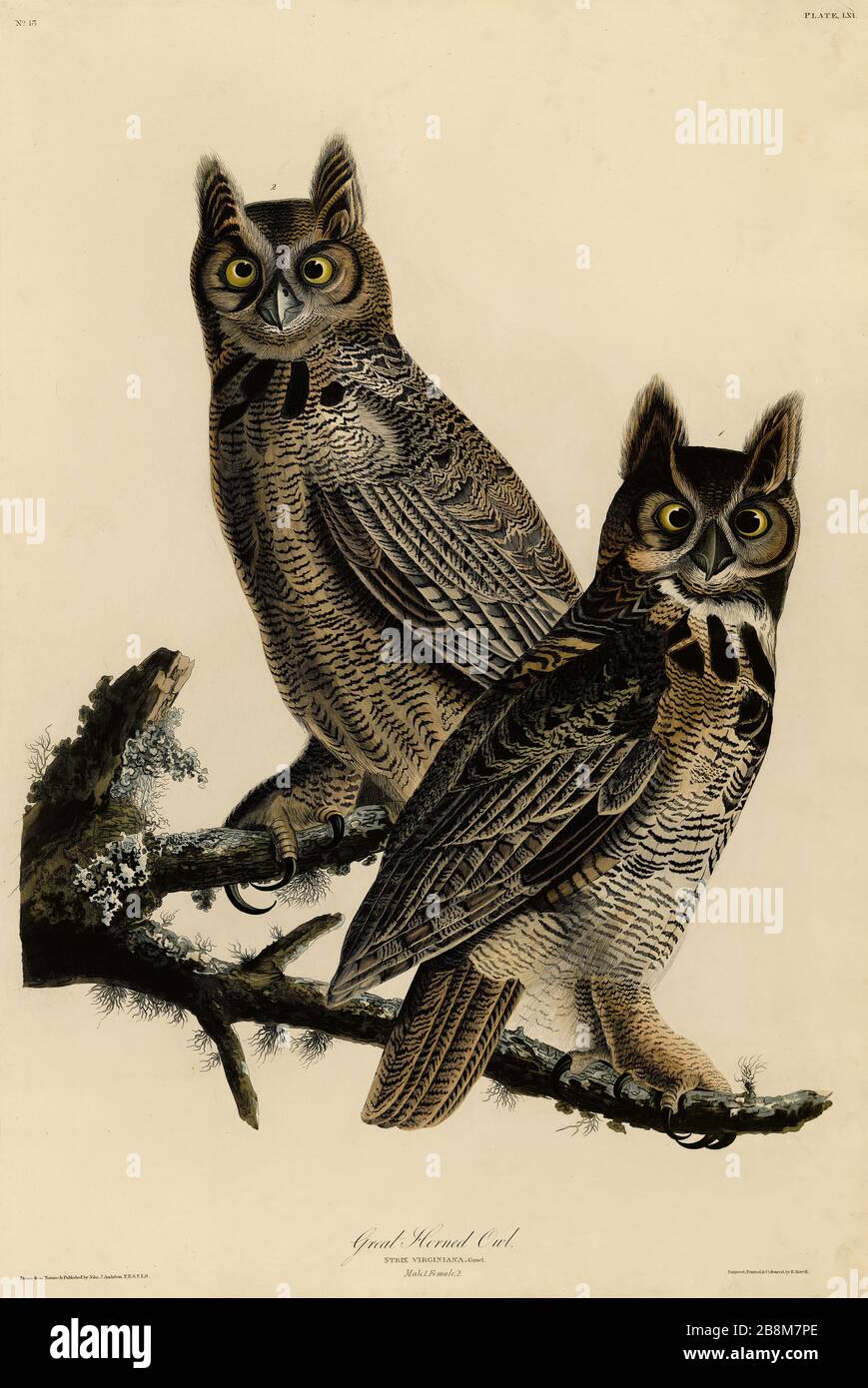 High Resolution Great Horned Owl