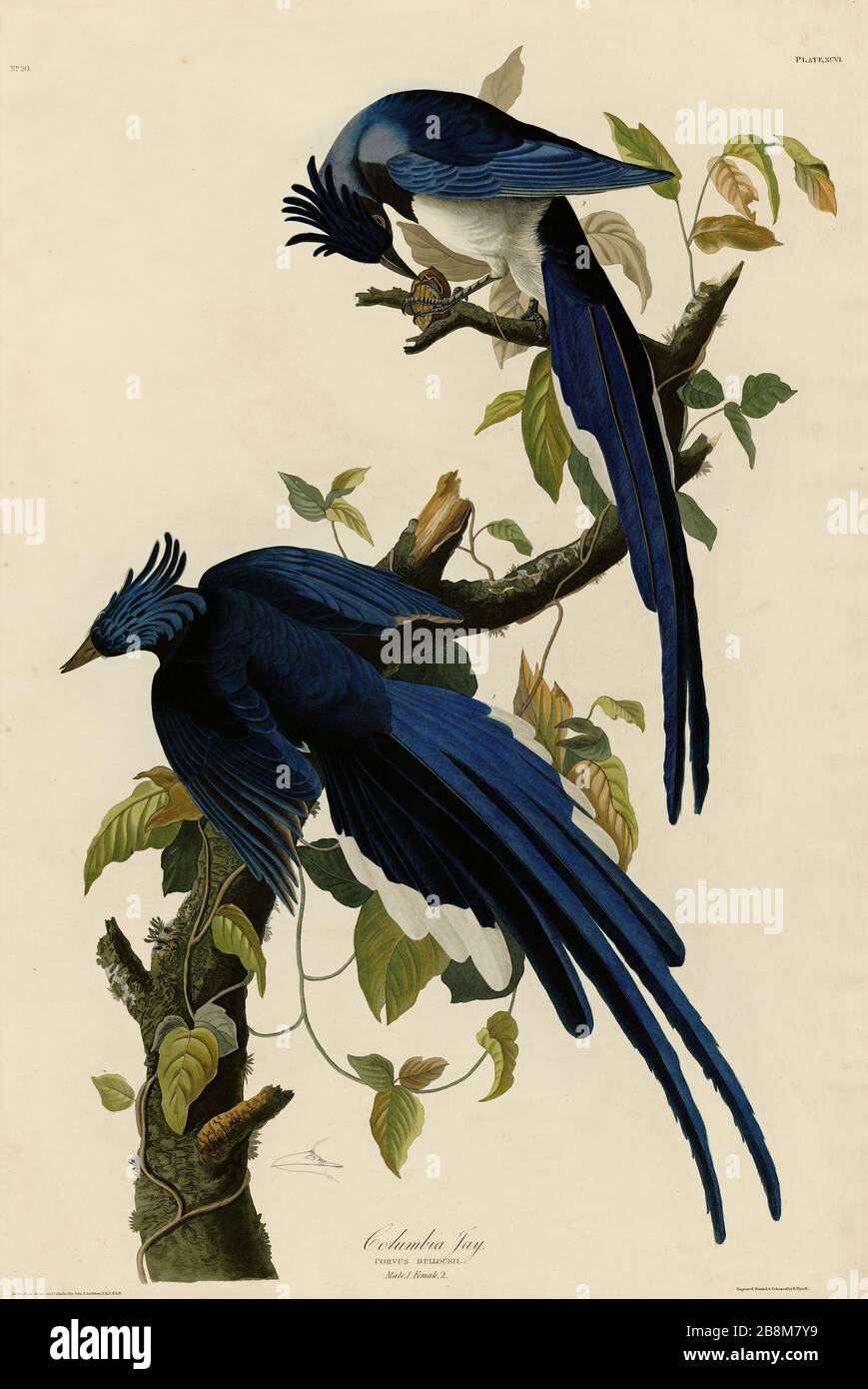 Black throated magpie jay hi-res stock photography and images - Alamy