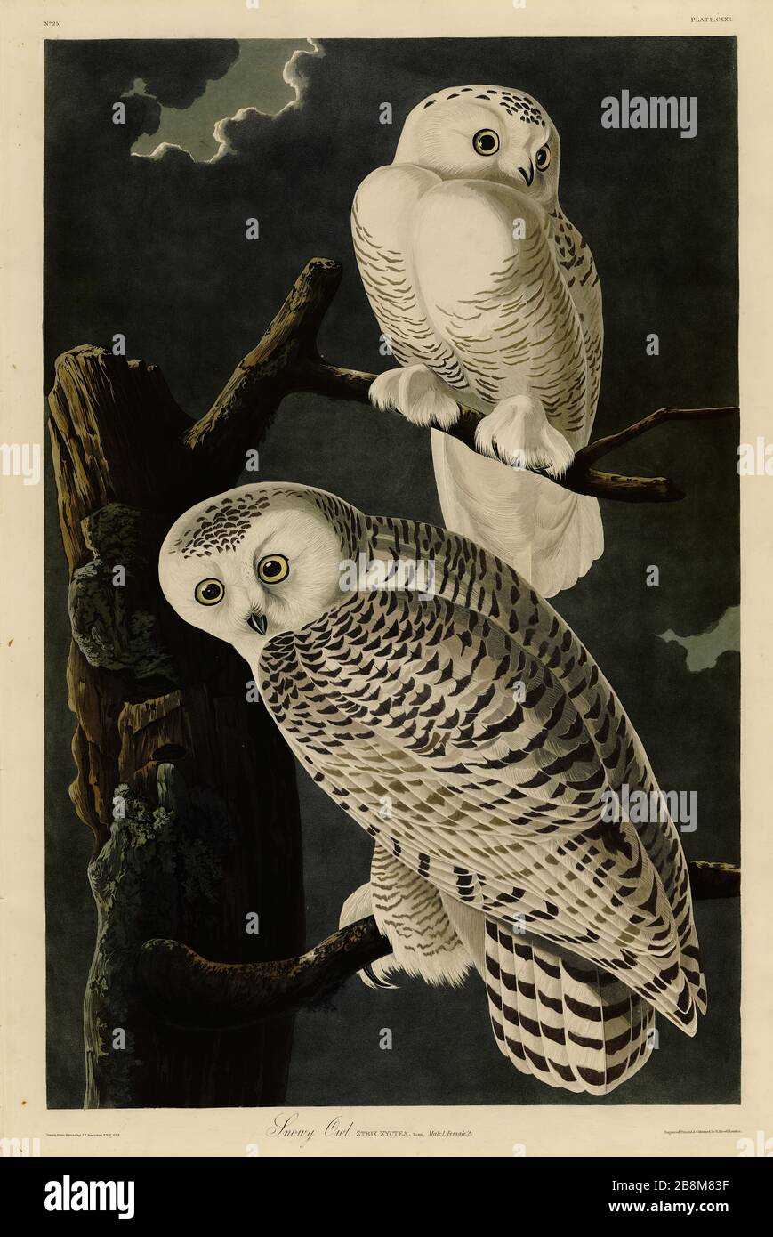 Plate 121 Snowy Owl, from The Birds of America folio (1827–1839) by ...