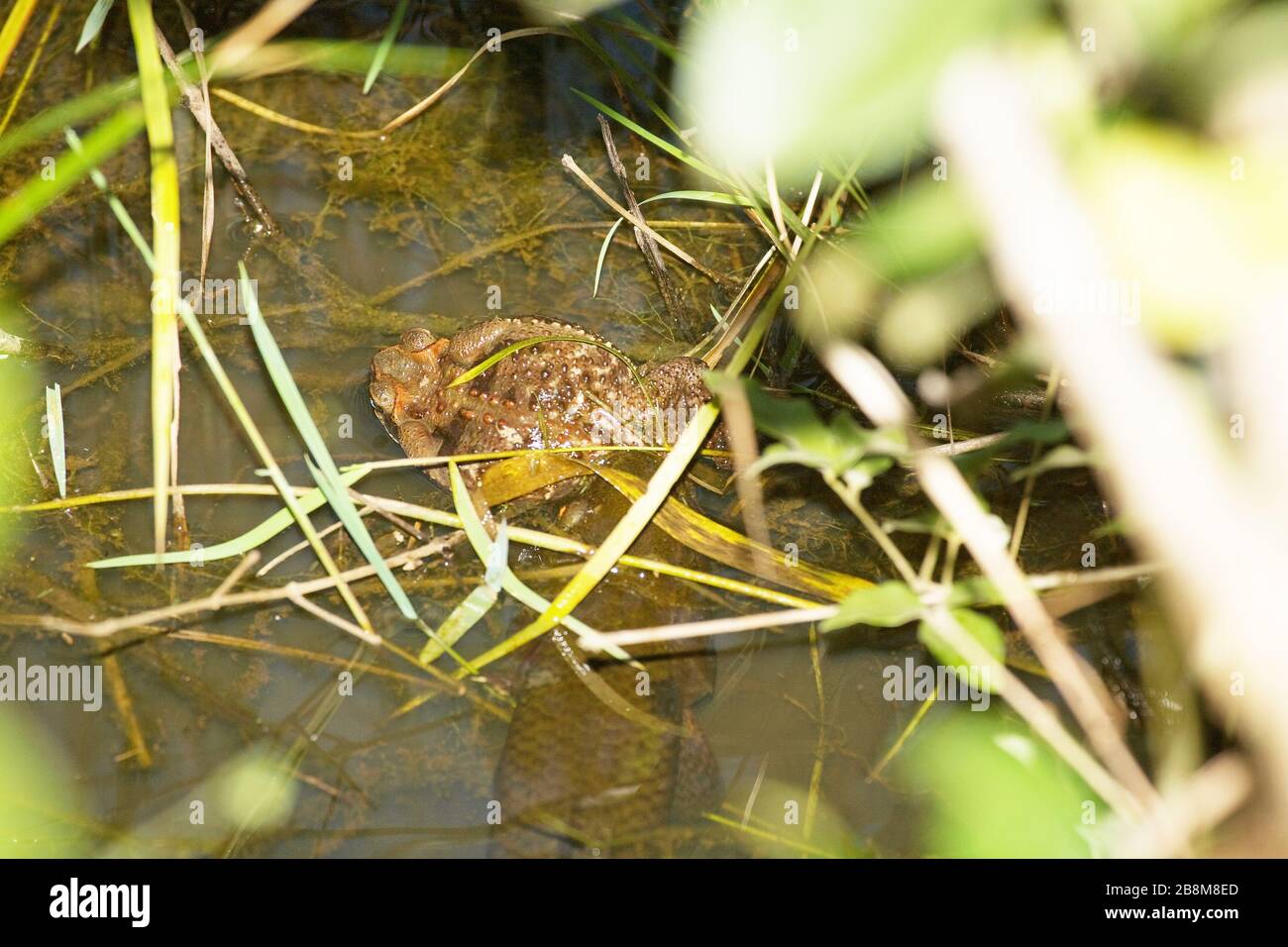 Toad fish hi-res stock photography and images - Alamy