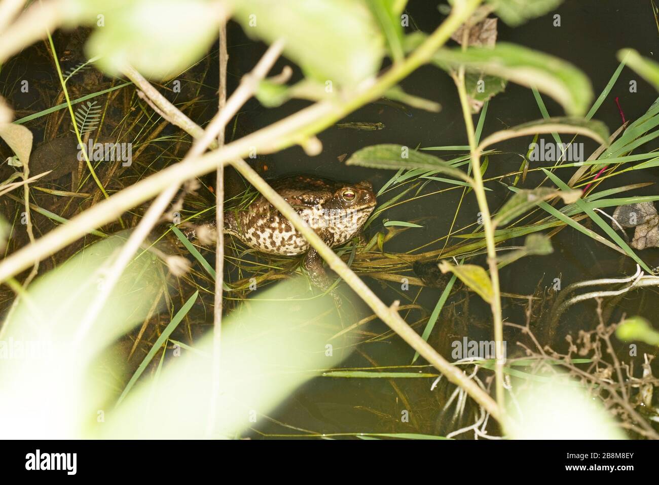 Toad fish hi-res stock photography and images - Alamy