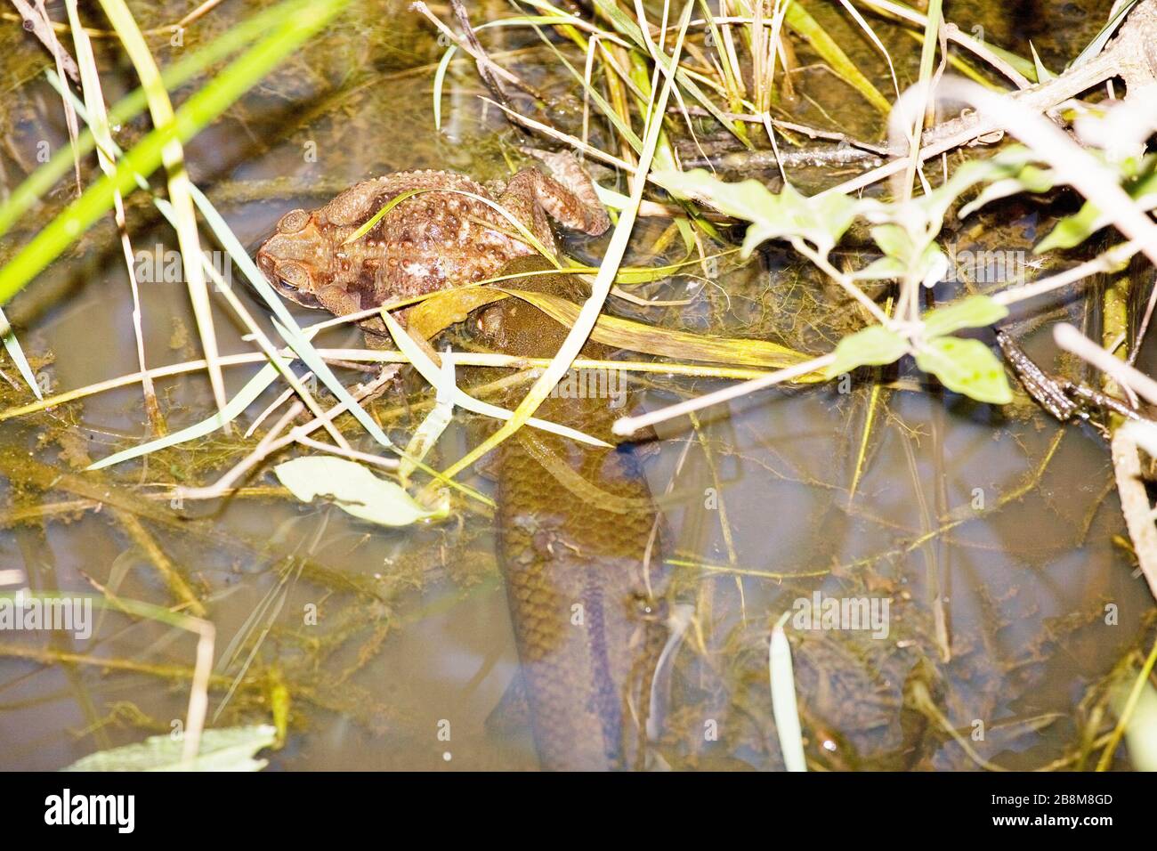 Traira hi-res stock photography and images - Alamy