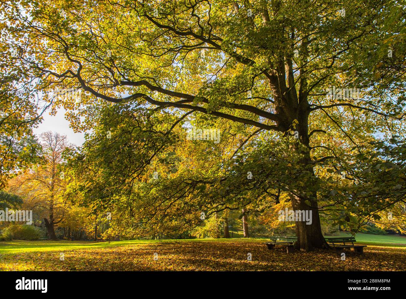 Fall foliage in Park Forstbaumschule, Kiel, capital city of Schleswig ...
