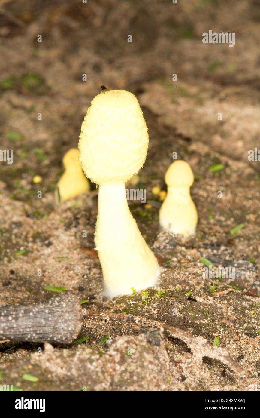 Mushrooms forms hi-res stock photography and images - Alamy