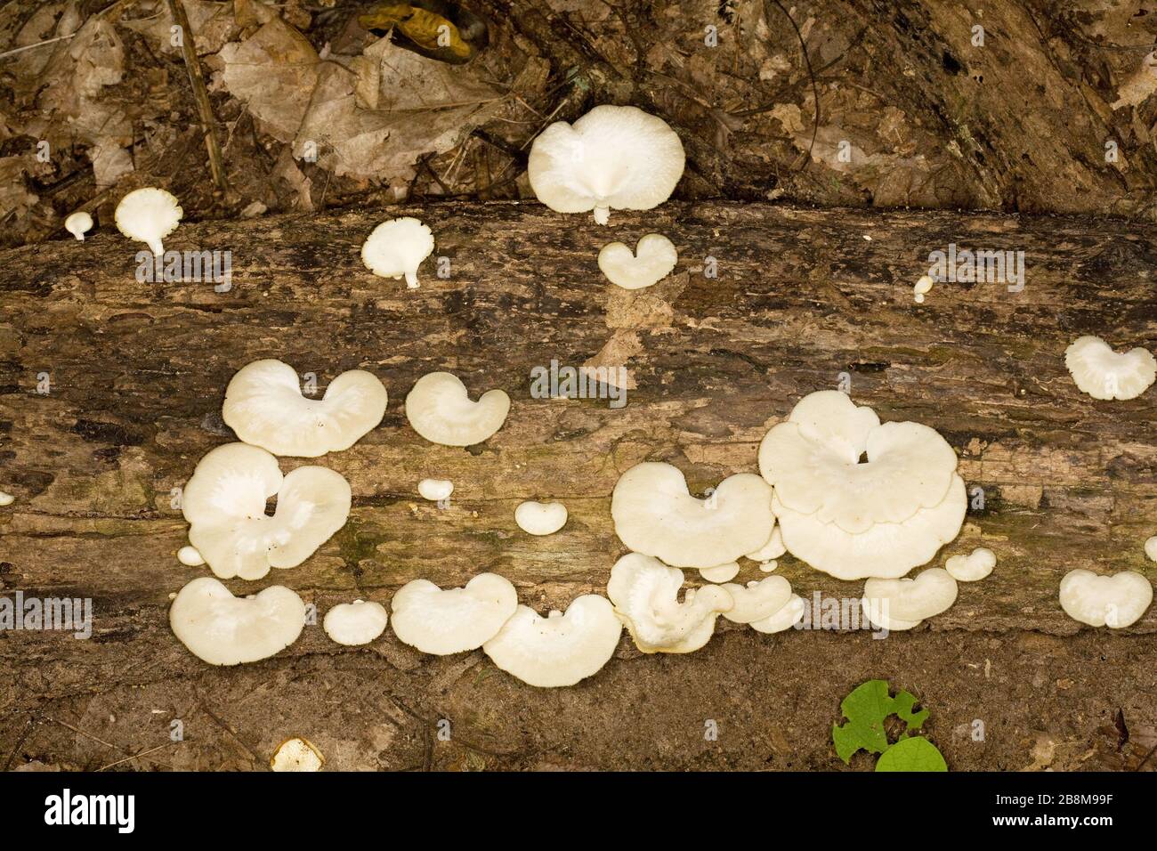 Mushrooms forms hi-res stock photography and images - Alamy