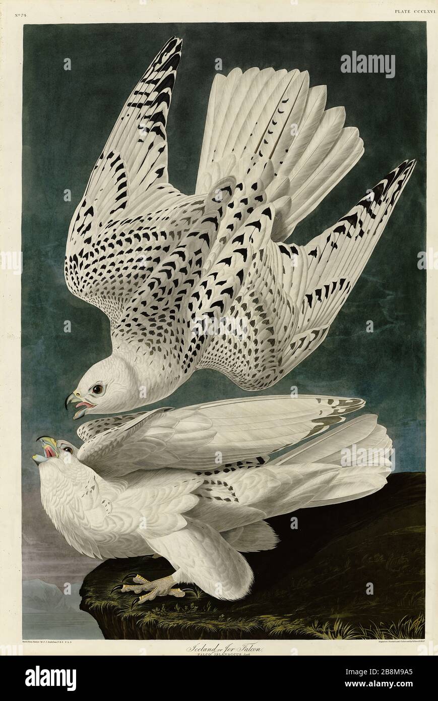 Falcon bird painting audubon hi-res stock photography and images - Alamy